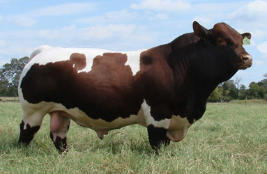 Texas Circle P Ranch, LLC - Pinzgauer Herd Sires in Rockdale, Texas