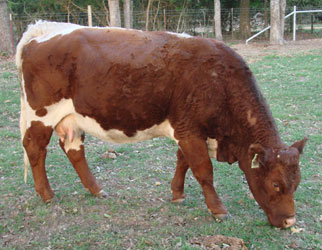 Texas Circle P Ranch, LLC - Pinzgauer Herd Donors in Rockdale, Texas