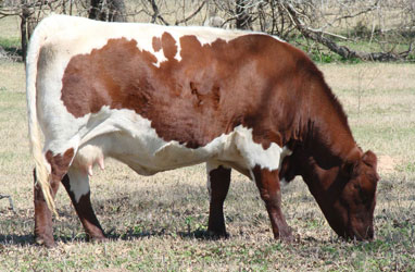 Texas Circle P Ranch, LLC - Pinzgauer Herd Donors in Rockdale, Texas