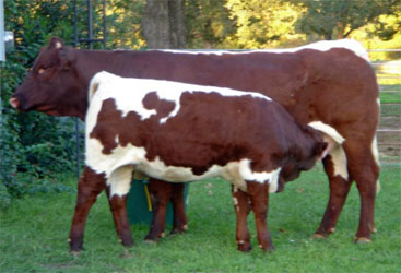 Texas Circle P Ranch, LLC - Pinzgauer Herd Donors in Rockdale, Texas