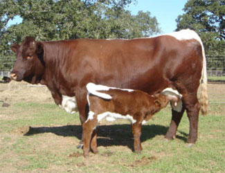 Texas Circle P Ranch, LLC - Pinzgauer Herd Donors in Rockdale, Texas